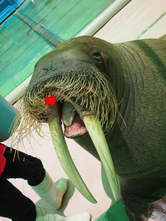 セイウチ - ひれあし図鑑