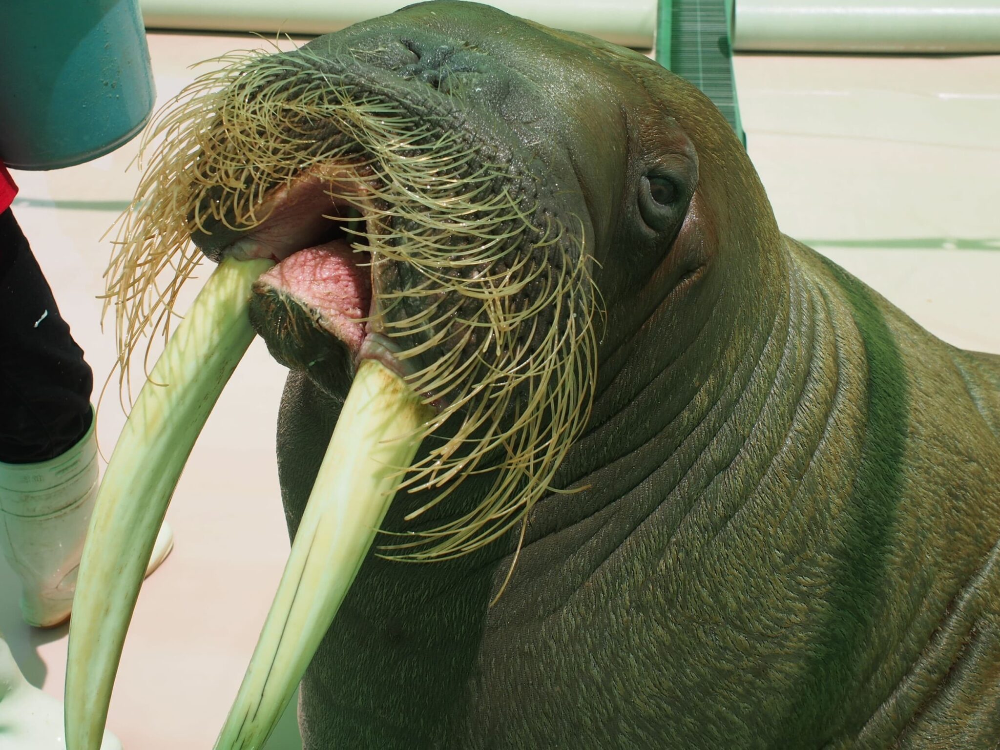 セイウチとトドの違いは？ - ひれあし図鑑